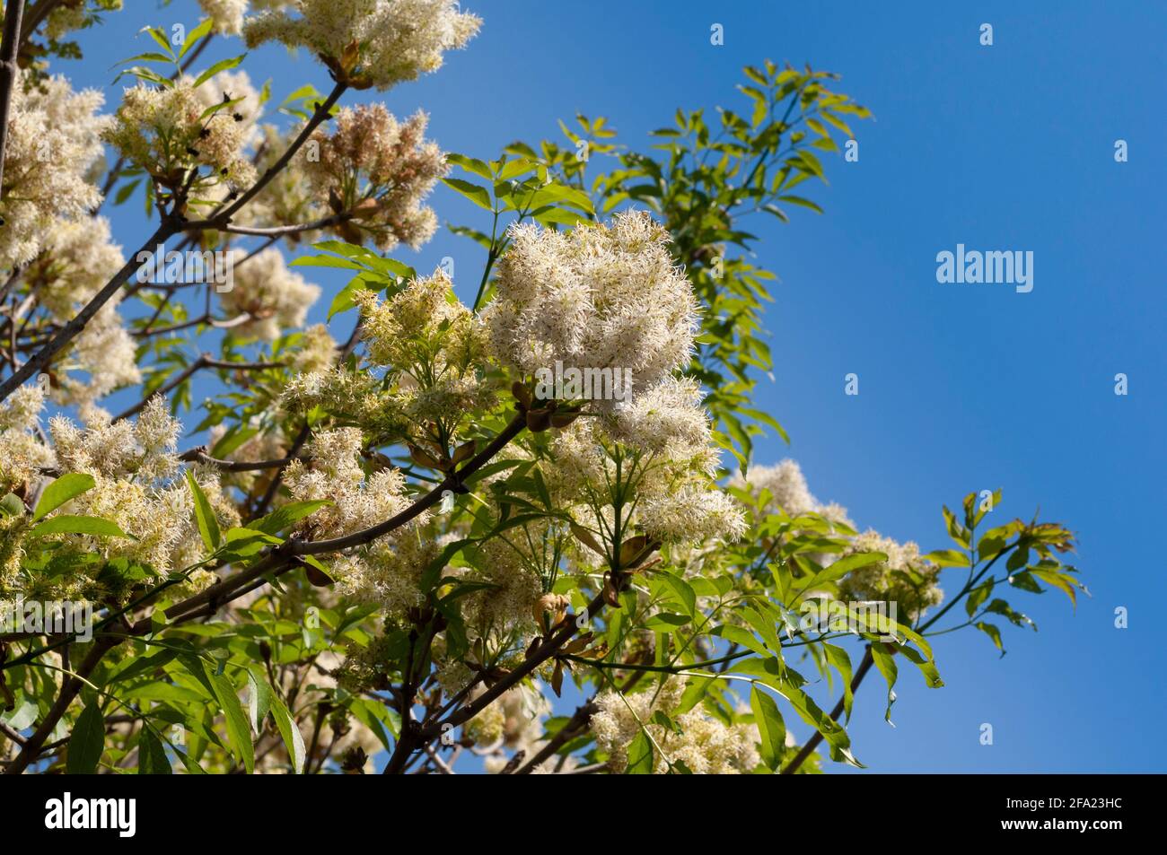 Manna Ash Tree, Fraxinus Ornus, Blooming Stock Photo - Alamy
