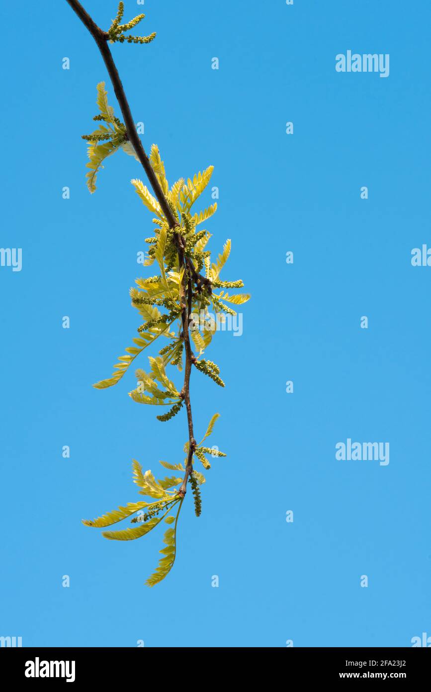 Honey locust tree hi-res stock photography and images - Alamy