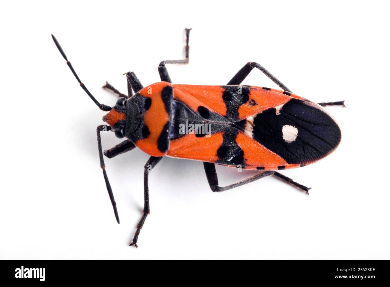 Close view from ground Cut Out Stock Images & Pictures - Alamy