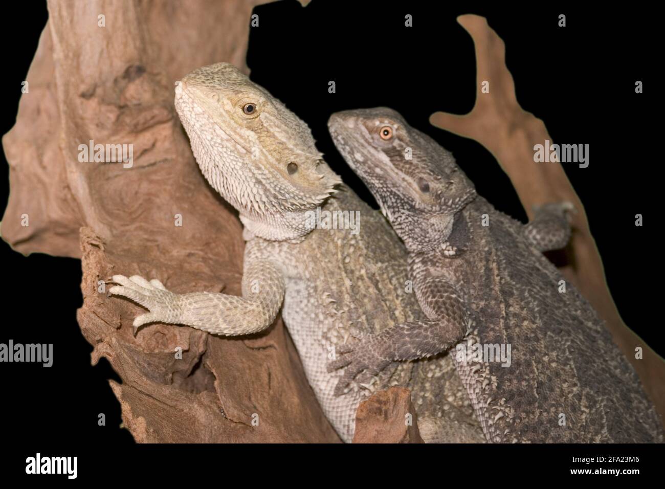 Central Bearded Dragon (Pogona vitticeps), two bearded dragons at a ...