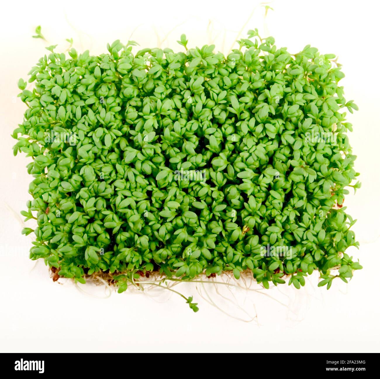 Garden cresses hi-res stock photography and images - Alamy