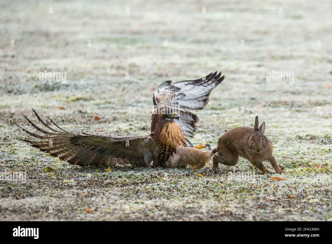 red-tailed hawk (Buteo jamaicensis), catches a rabbit, falconry ...