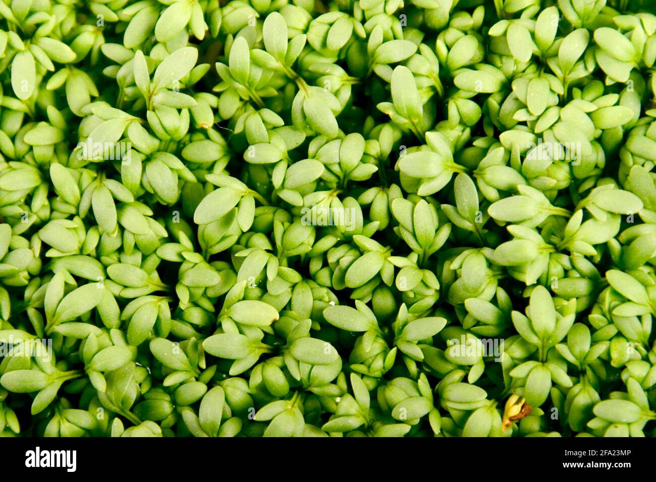 garden cress (Lepidium sativum), germinated garden cress Stock Photo ...