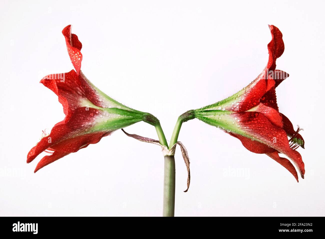 amaryllis (Hippeastrum hybride), flowers, cutout Stock Photo - Alamy