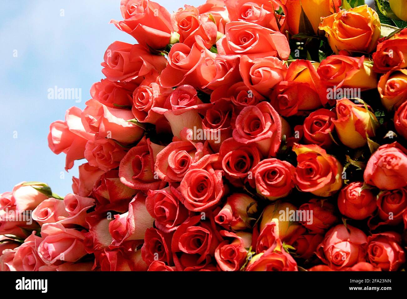 Red roses bouquet Stock Photo - Alamy