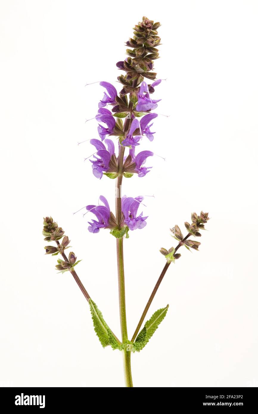 Flora flowering plant flower white labiate lamiaceae clary sage flower ...