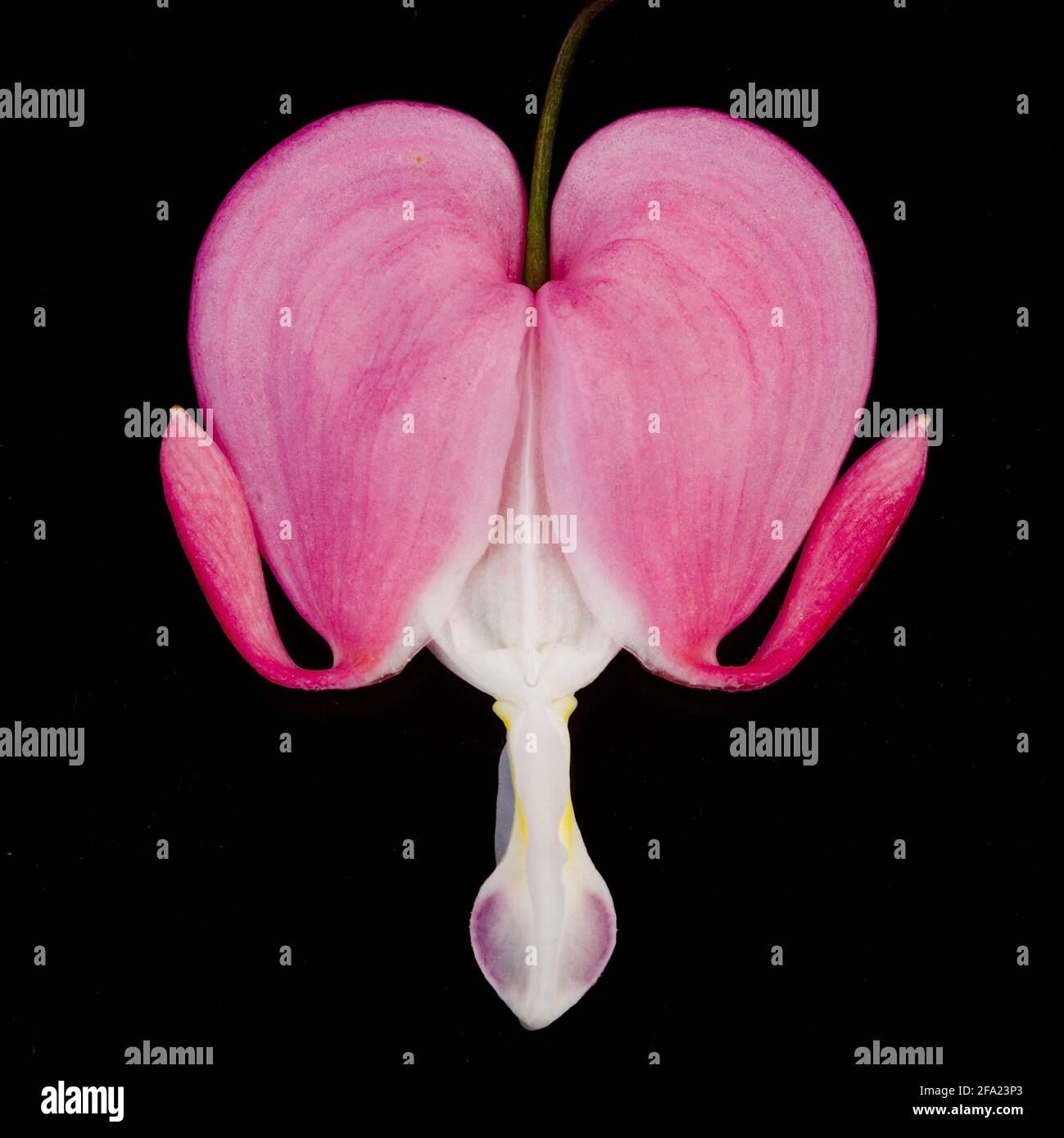 Common bleeding heart (Dicentra spectabilis, Lamprocapnos spectabilis ...