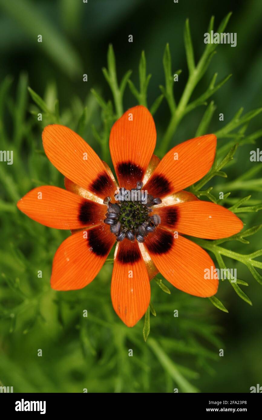 summer pheasants-eye, summer Adonis (Adonis aestivalis), flower ...