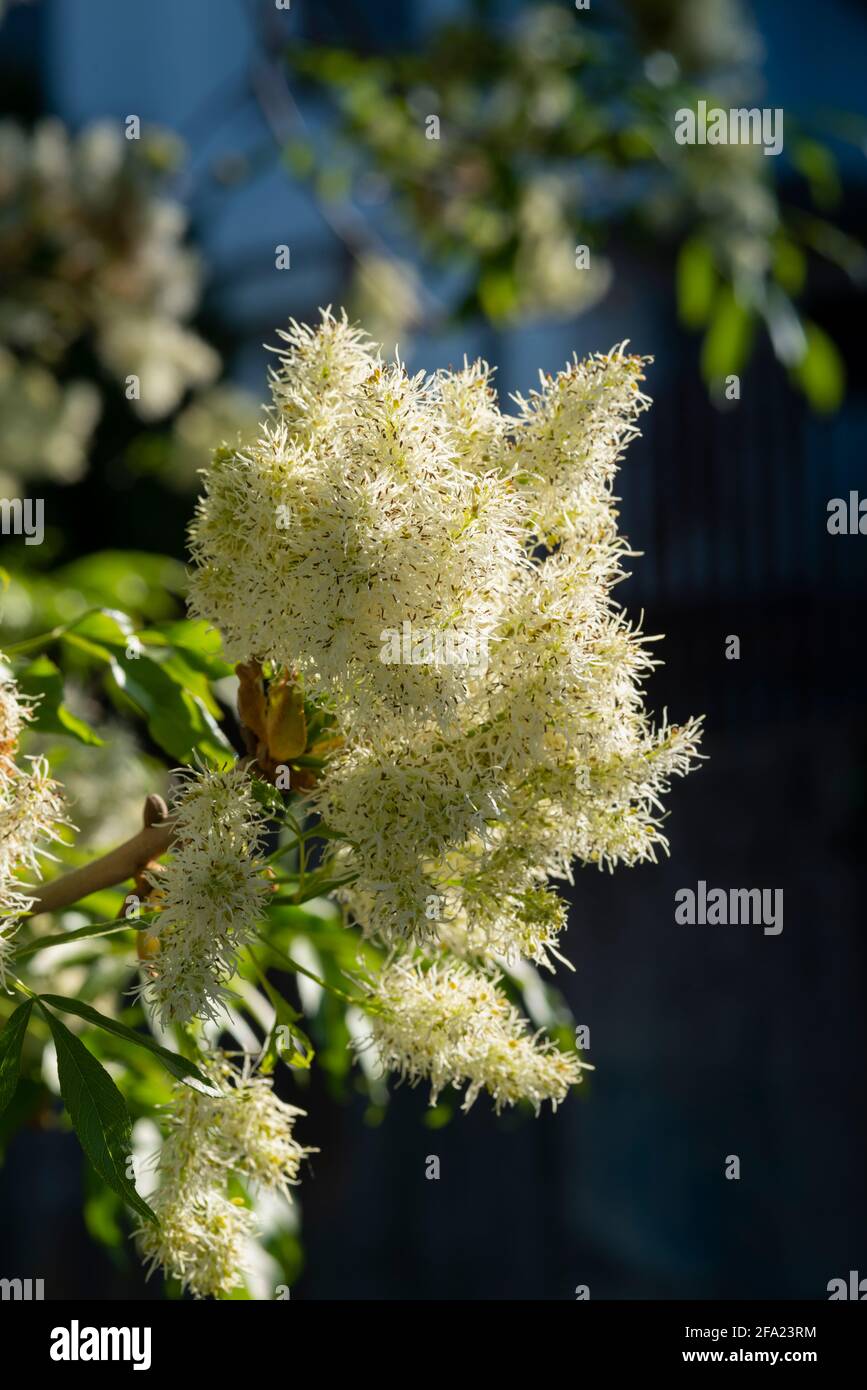 Manna Ash Tree, Fraxinus Ornus, Blooming Stock Photo - Alamy