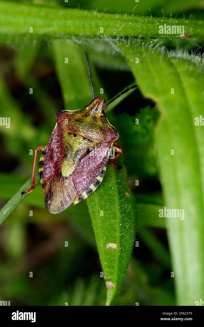 Black shouldered shield bug hi-res stock photography and images - Alamy