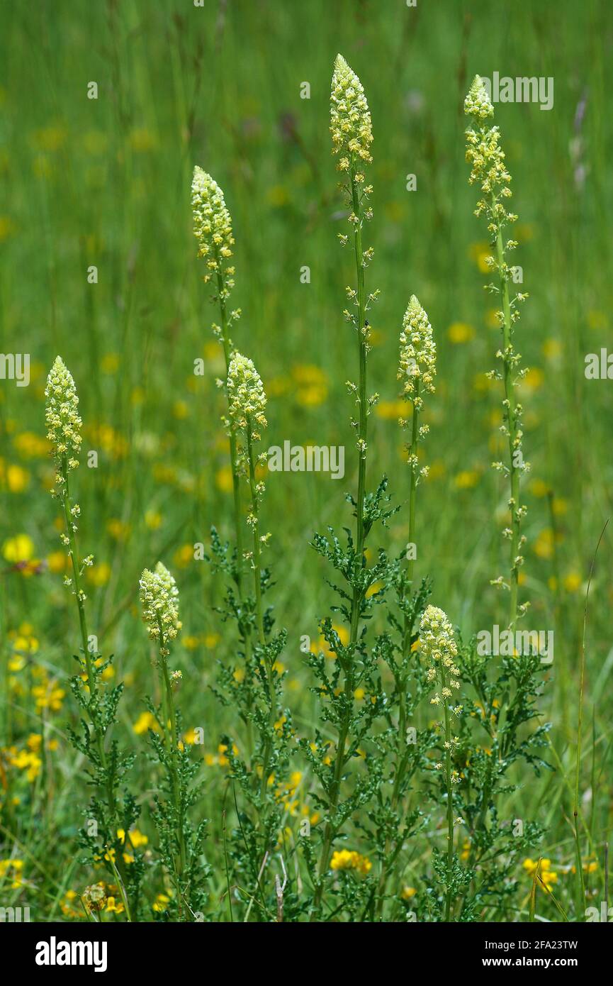 Dyer's rocket, Dyer's weed, Weld, Woold, Yellow weed (Reseda luteola ...