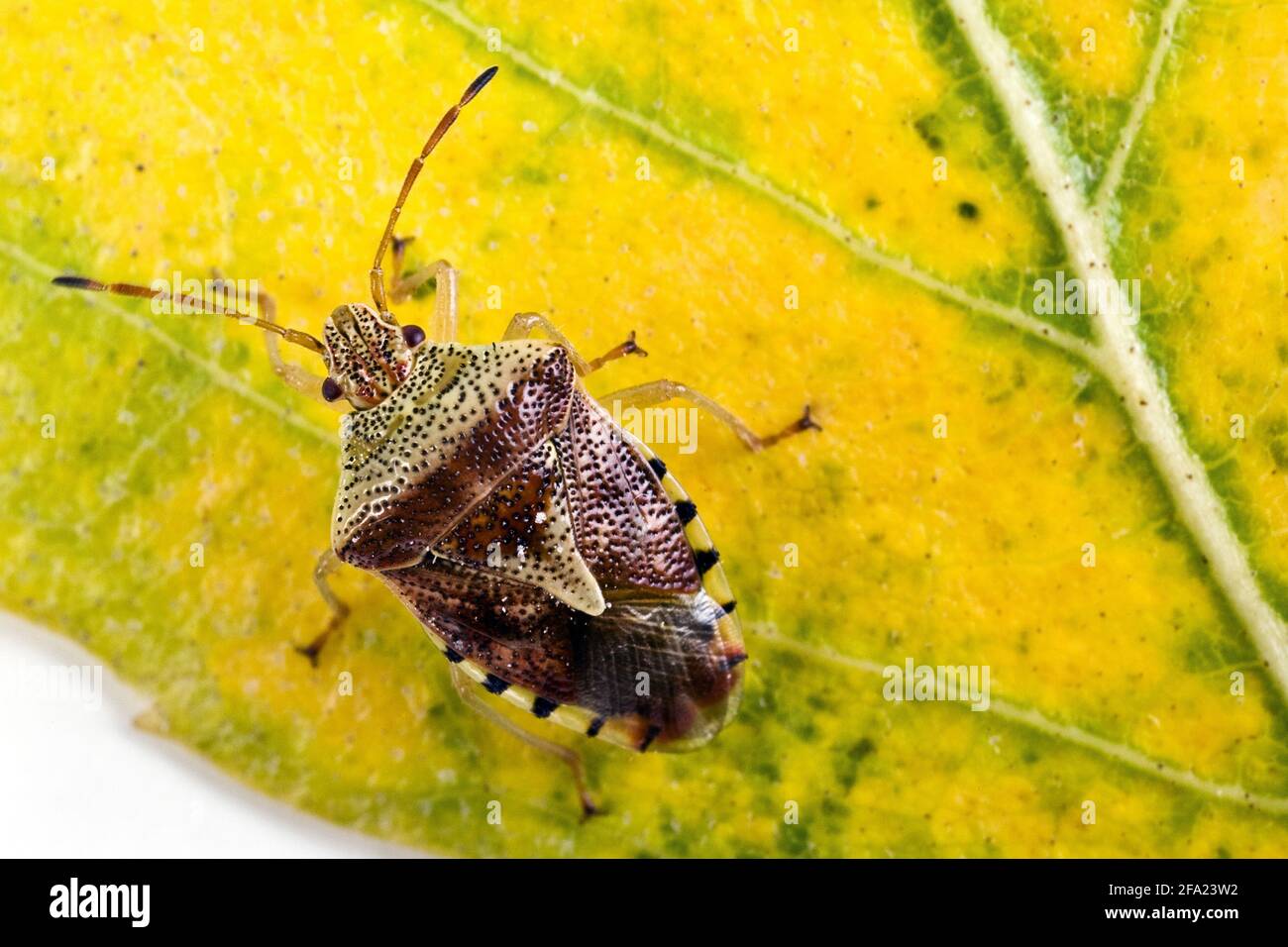 Mothering animals hi-res stock photography and images - Alamy