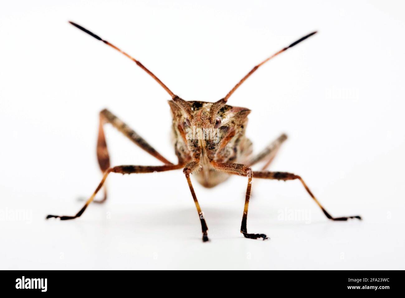 Western conifer seed bug (Leptoglossus occidentalis), front view, cut ...