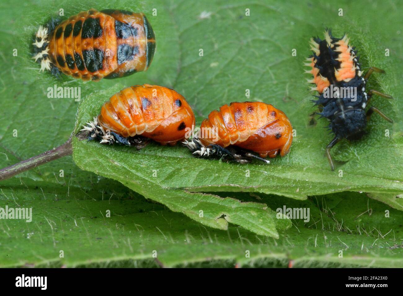 Ladybird larvae hi-res stock photography and images - Alamy