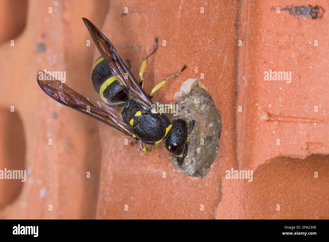 Potter wasp (Ancistrocerus nigricornis), female seals nesting tube with ...