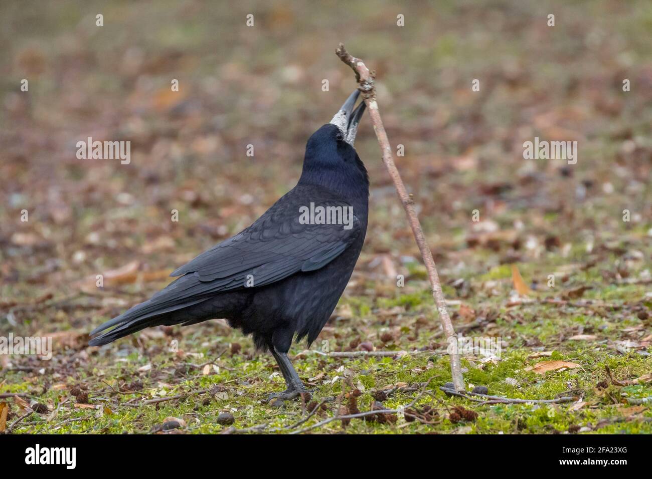 Rook nest hi-res stock photography and images - Alamy