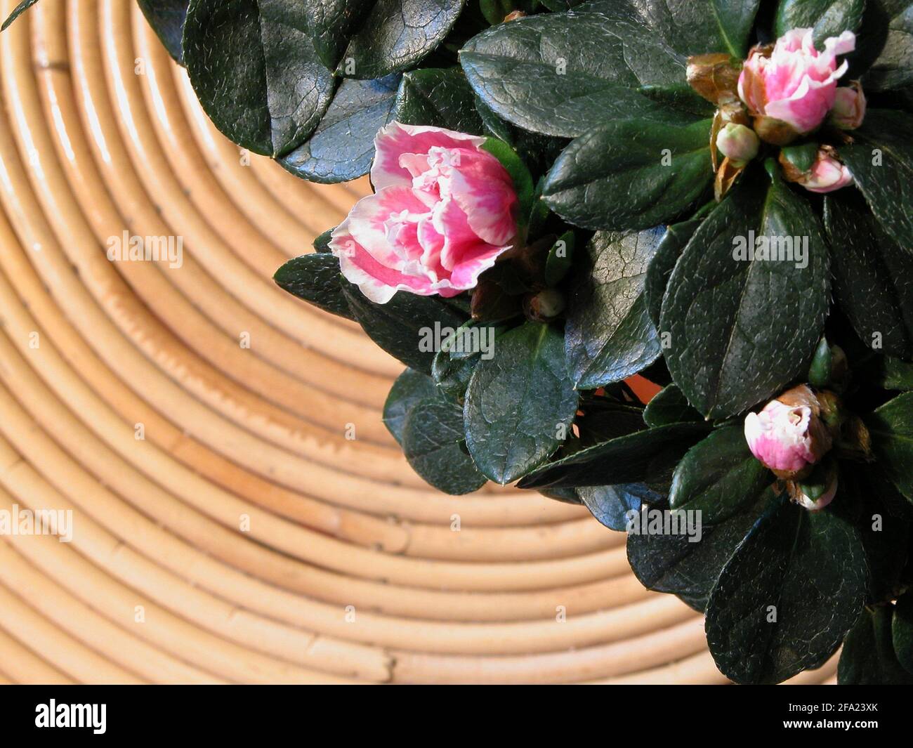 Azalea pot plant hi-res stock photography and images - Alamy