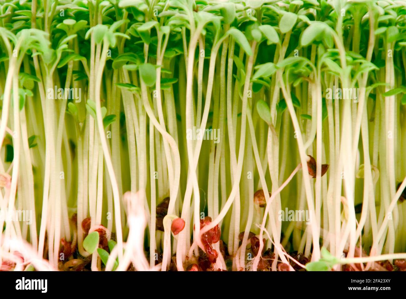 garden cress (Lepidium sativum), germinated garden cress Stock Photo ...