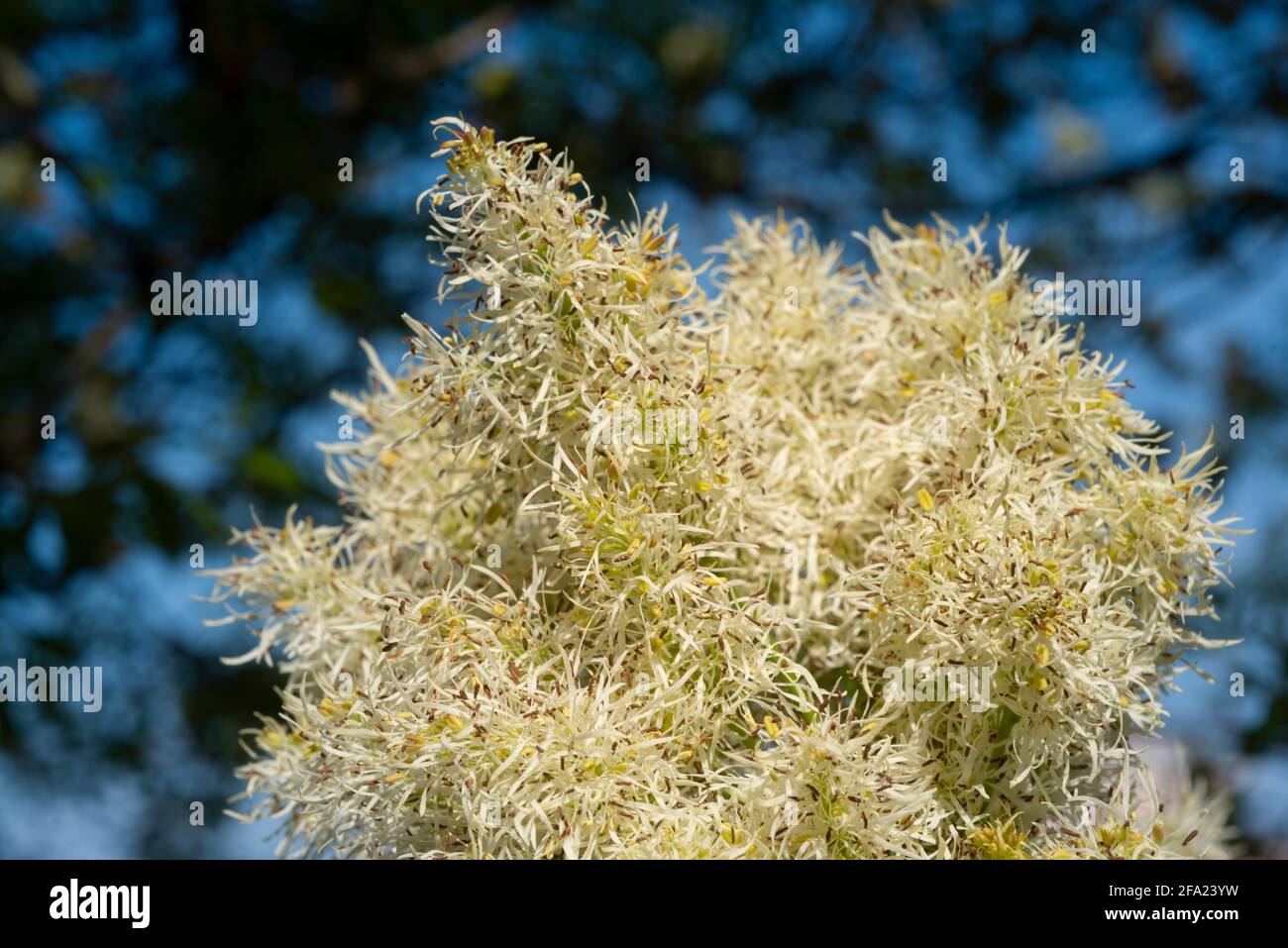 Manna Ash Tree, Fraxinus Ornus, Blooming Stock Photo - Alamy