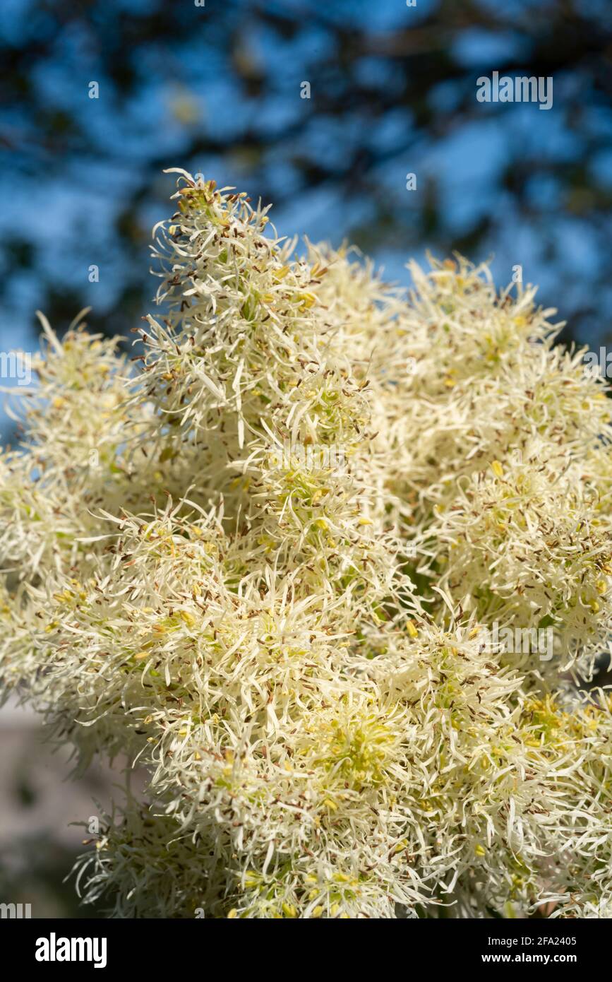 Manna Ash Tree, Fraxinus Ornus, Blooming Stock Photo - Alamy