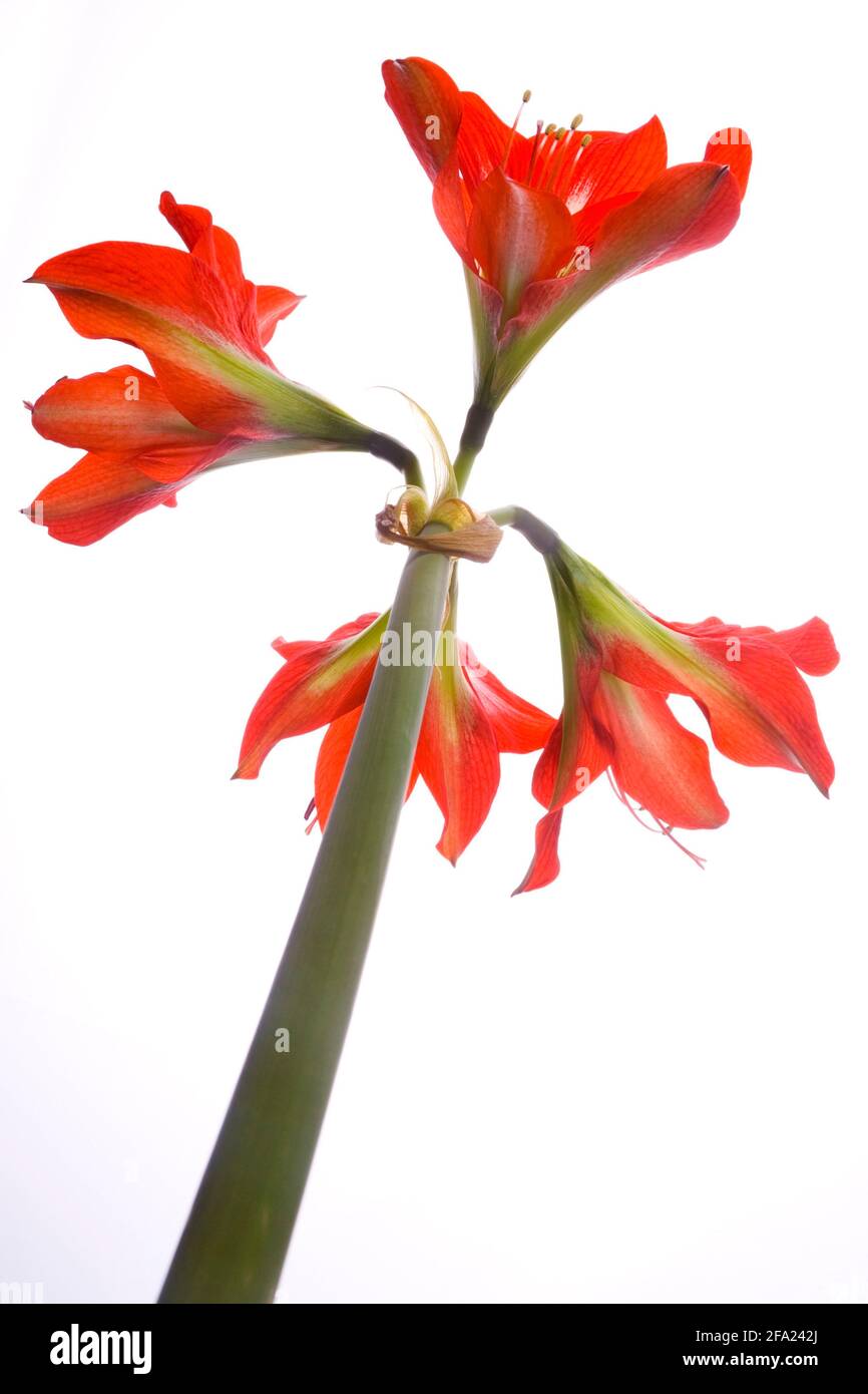 amaryllis (Hippeastrum hybride), flowers, cutout Stock Photo - Alamy
