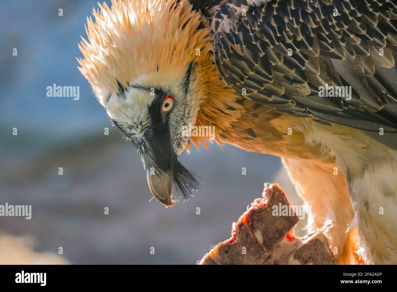 Bearded vulture bone hi-res stock photography and images - Alamy