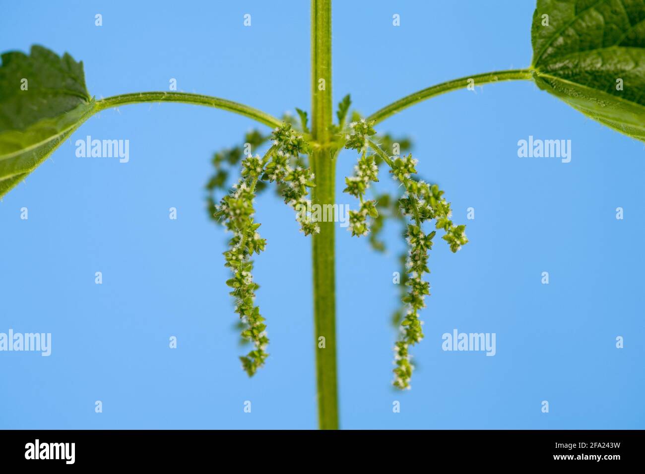 Female stinging nettles hi-res stock photography and images - Alamy