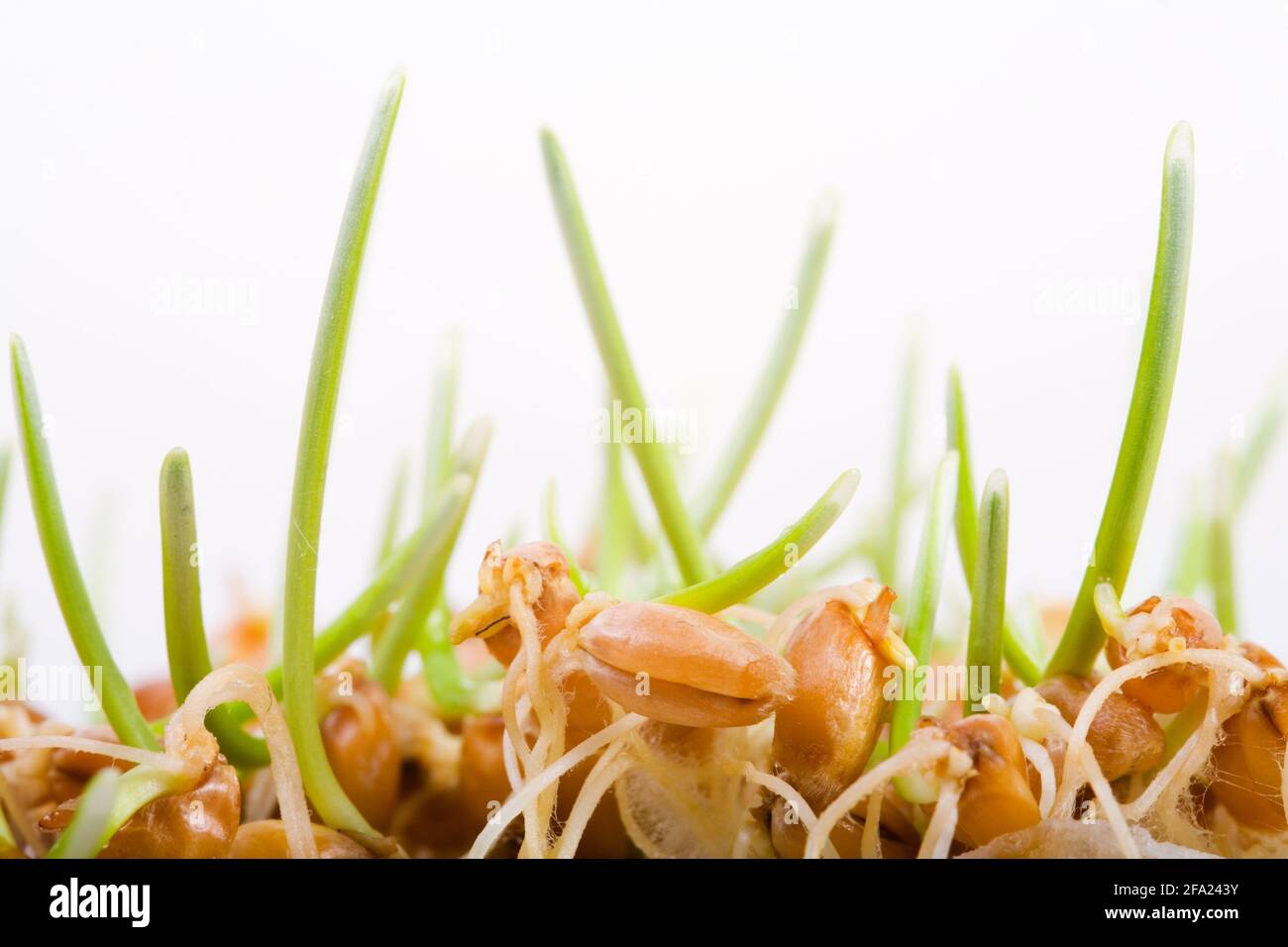 Germinating wheat seedlings hi-res stock photography and images - Alamy