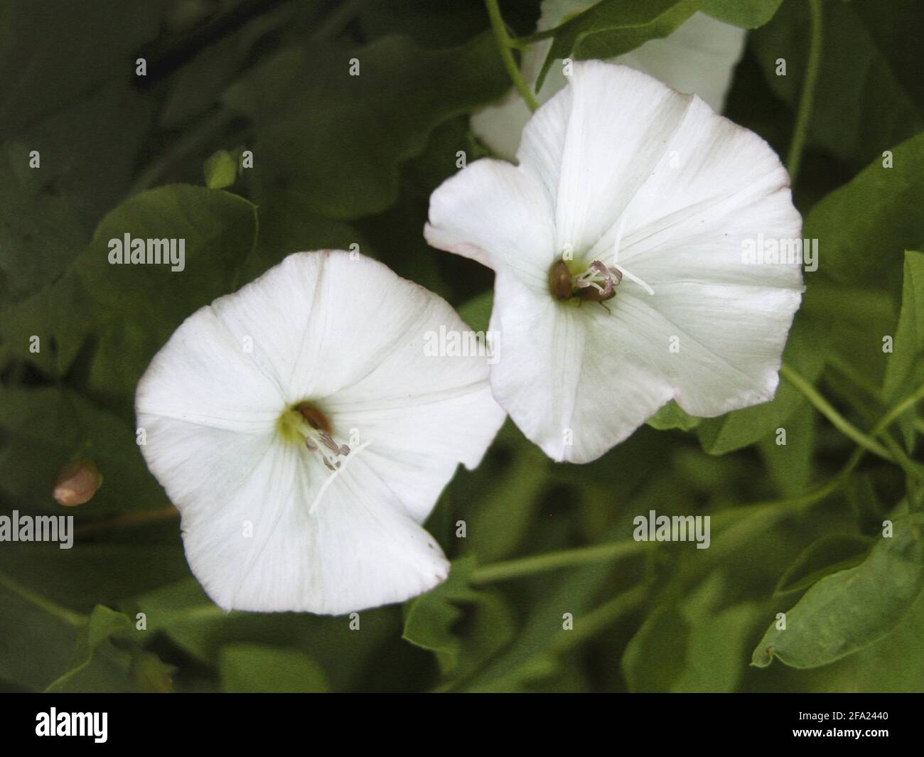 field bindweed, field morning-glory, small bindweed (Convolvulus ...