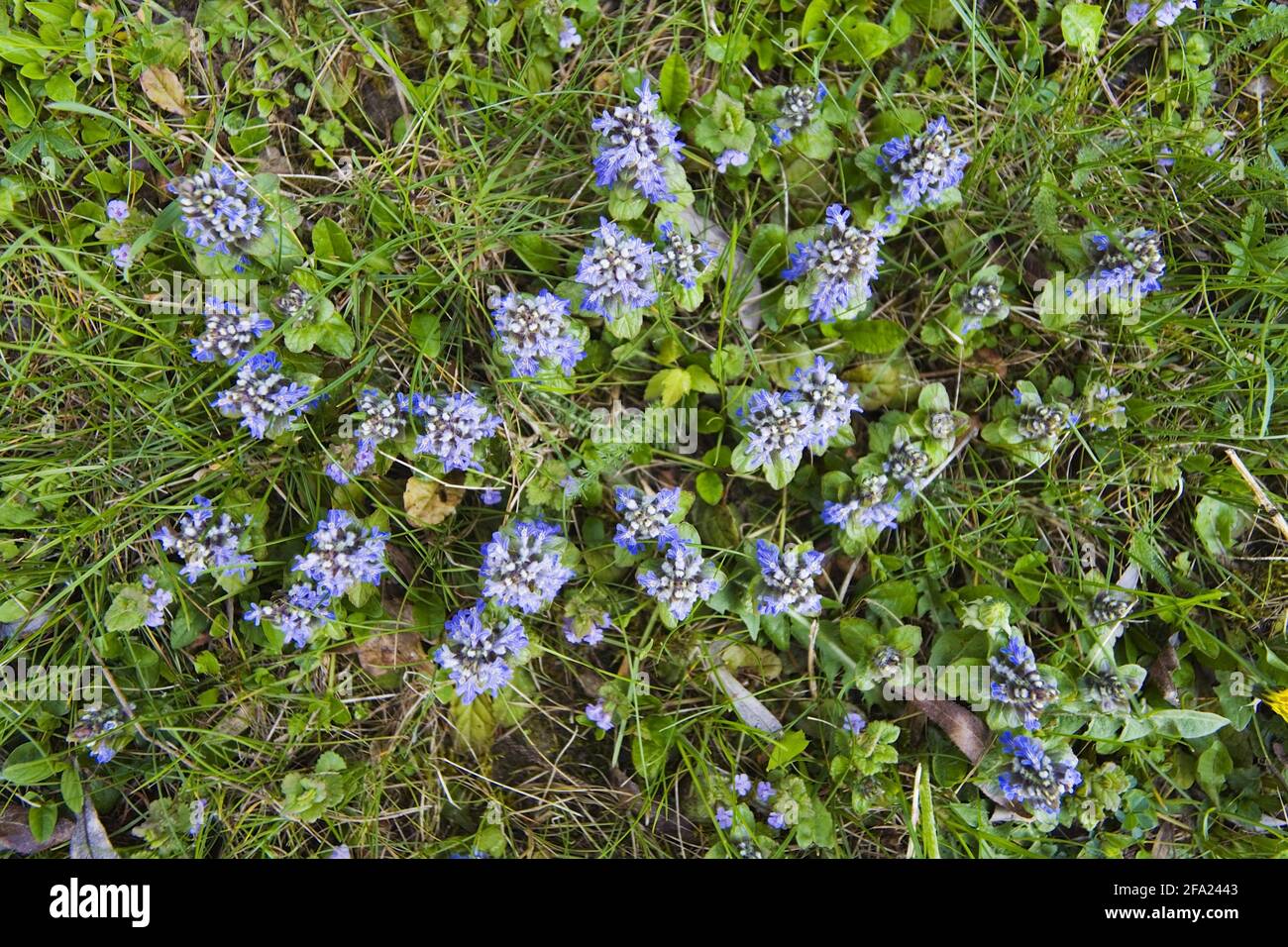 Common bugle, Creeping bugleweed (Ajuga reptans), blooming, Austria ...