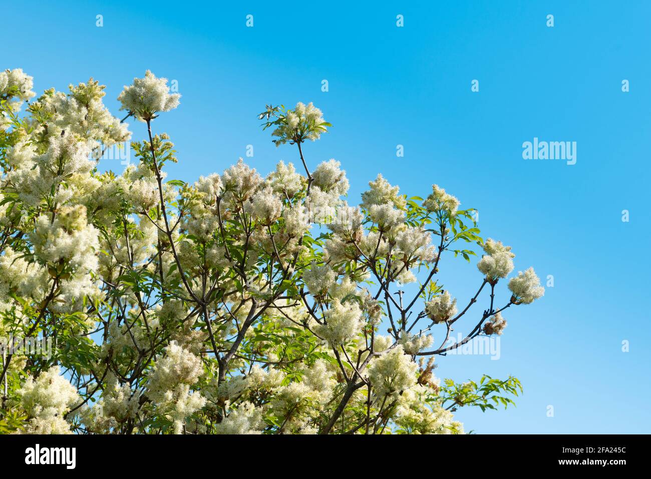 Manna Ash Tree, Fraxinus Ornus, Blooming Stock Photo - Alamy