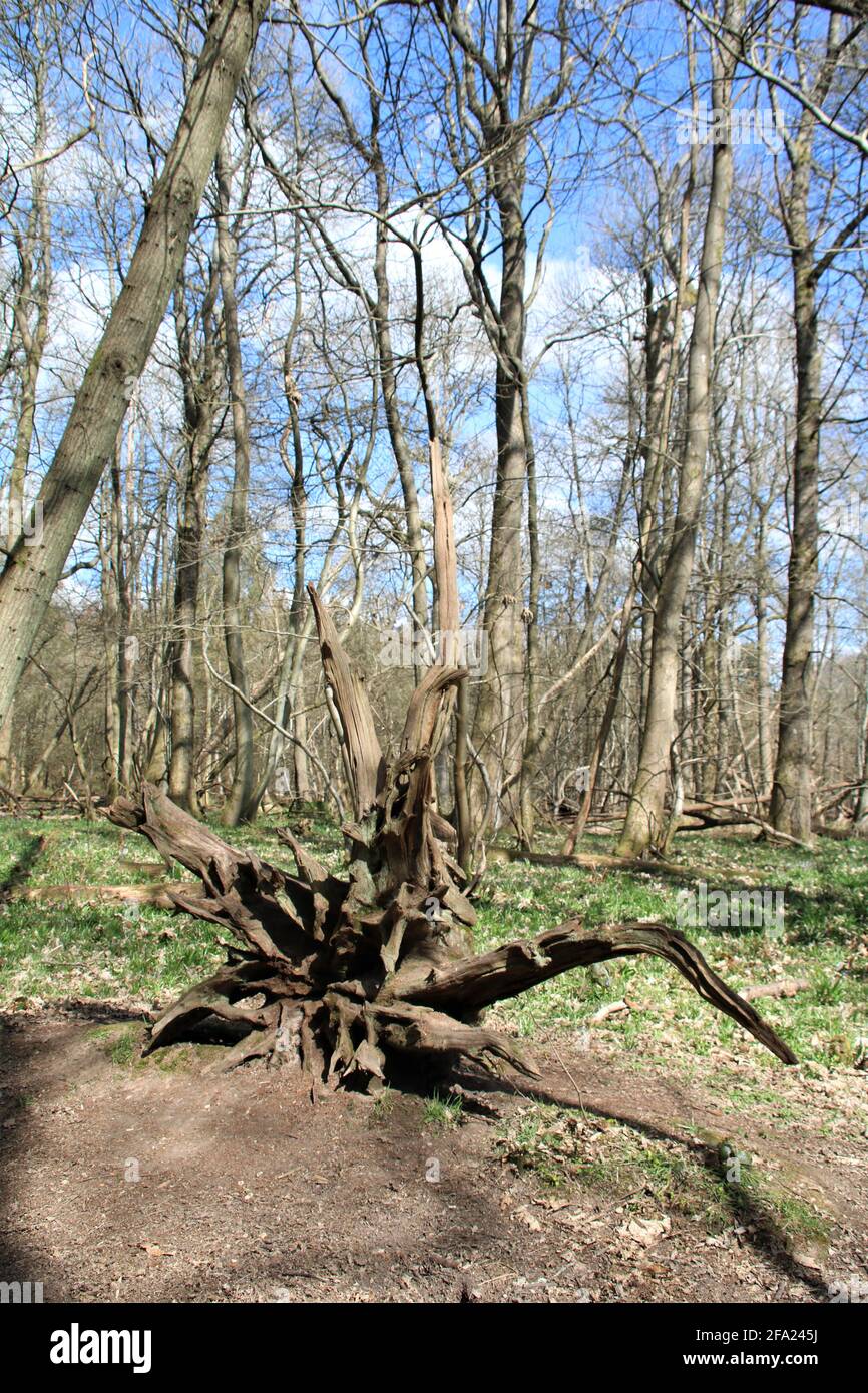 weird shaped dead tree in forest Stock Photo - Alamy