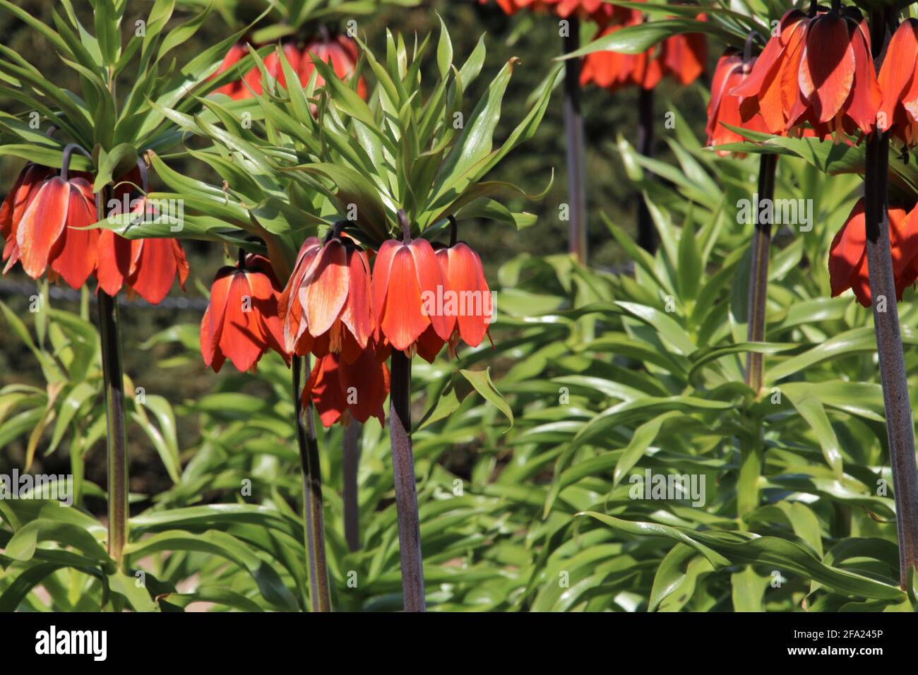 flowering crown imperial lily Stock Photo - Alamy