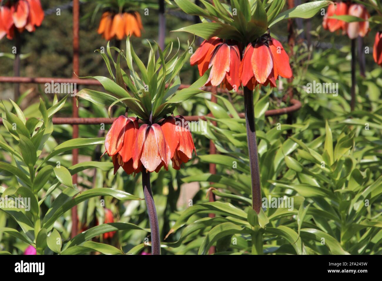 flowering crown imperial lily Stock Photo - Alamy