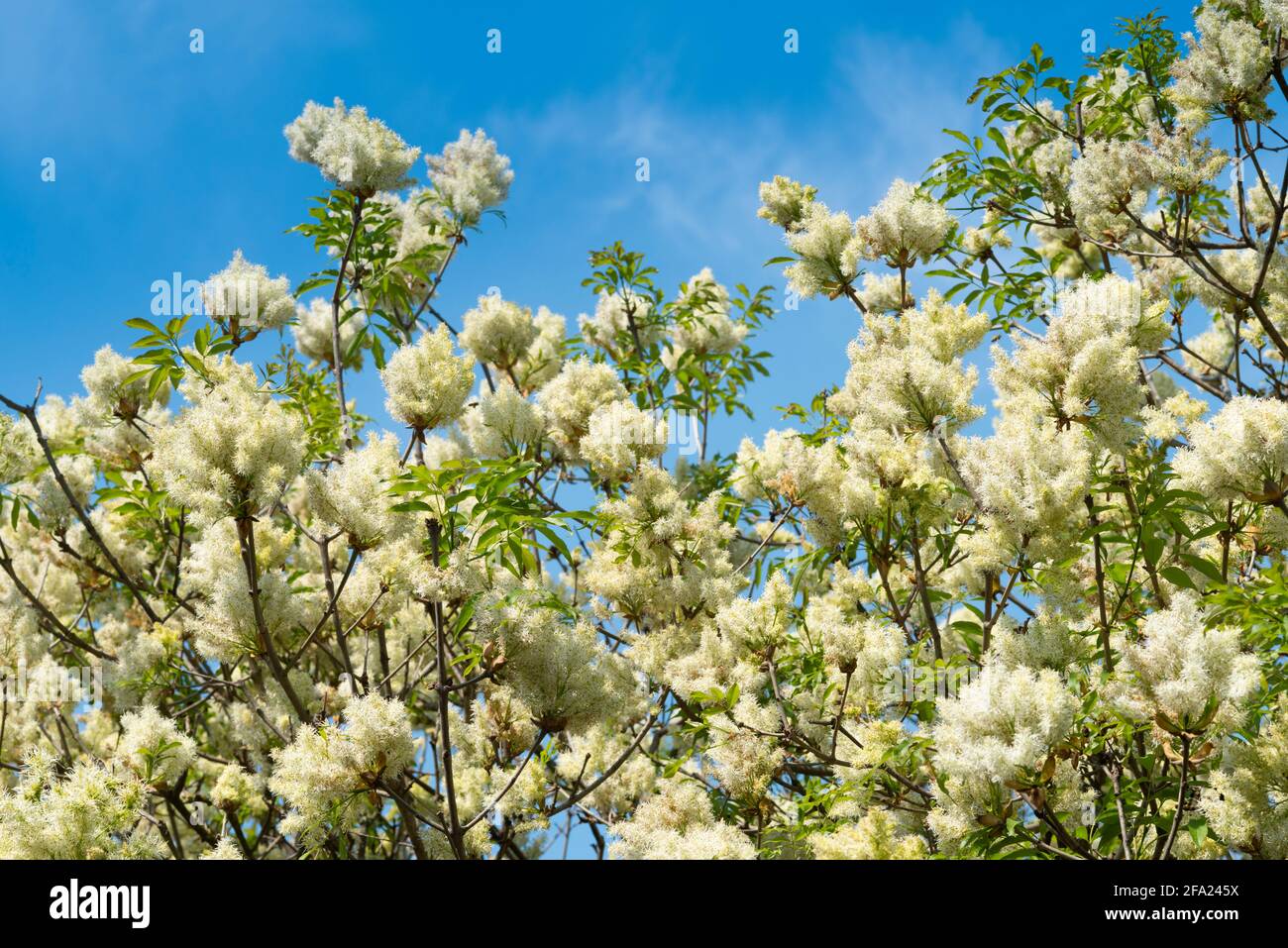 Manna Ash Tree, Fraxinus Ornus, Blooming Stock Photo - Alamy