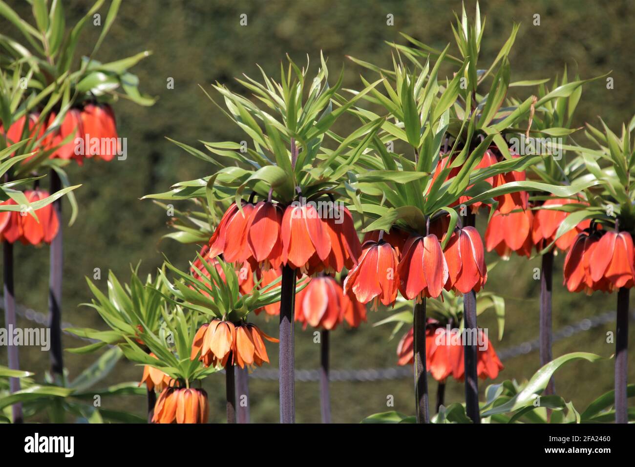flowering crown imperial lily Stock Photo - Alamy