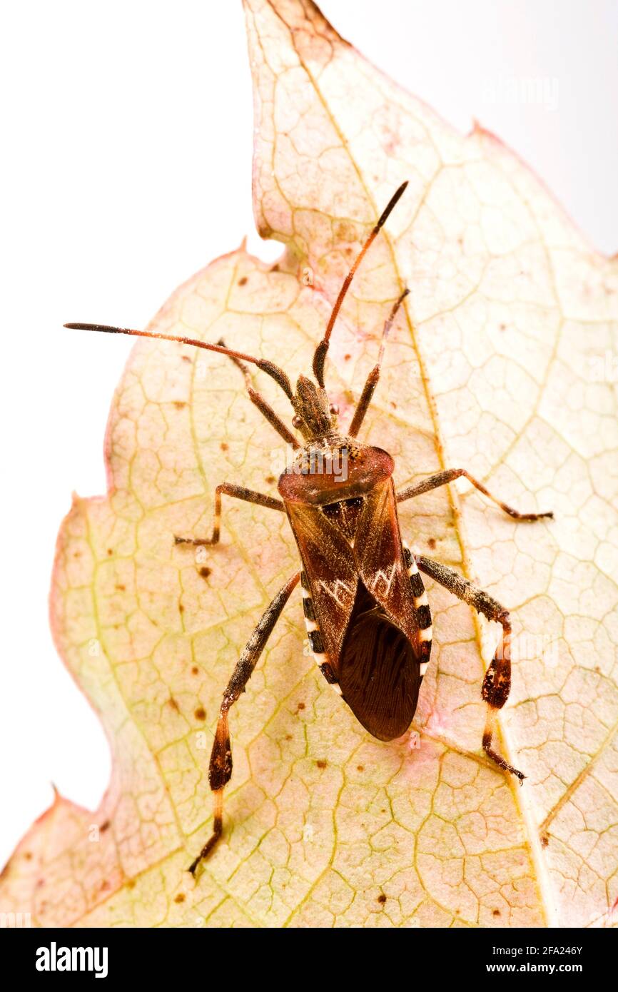 Western conifer seed bug (Leptoglossus occidentalis), sits on a leaf ...