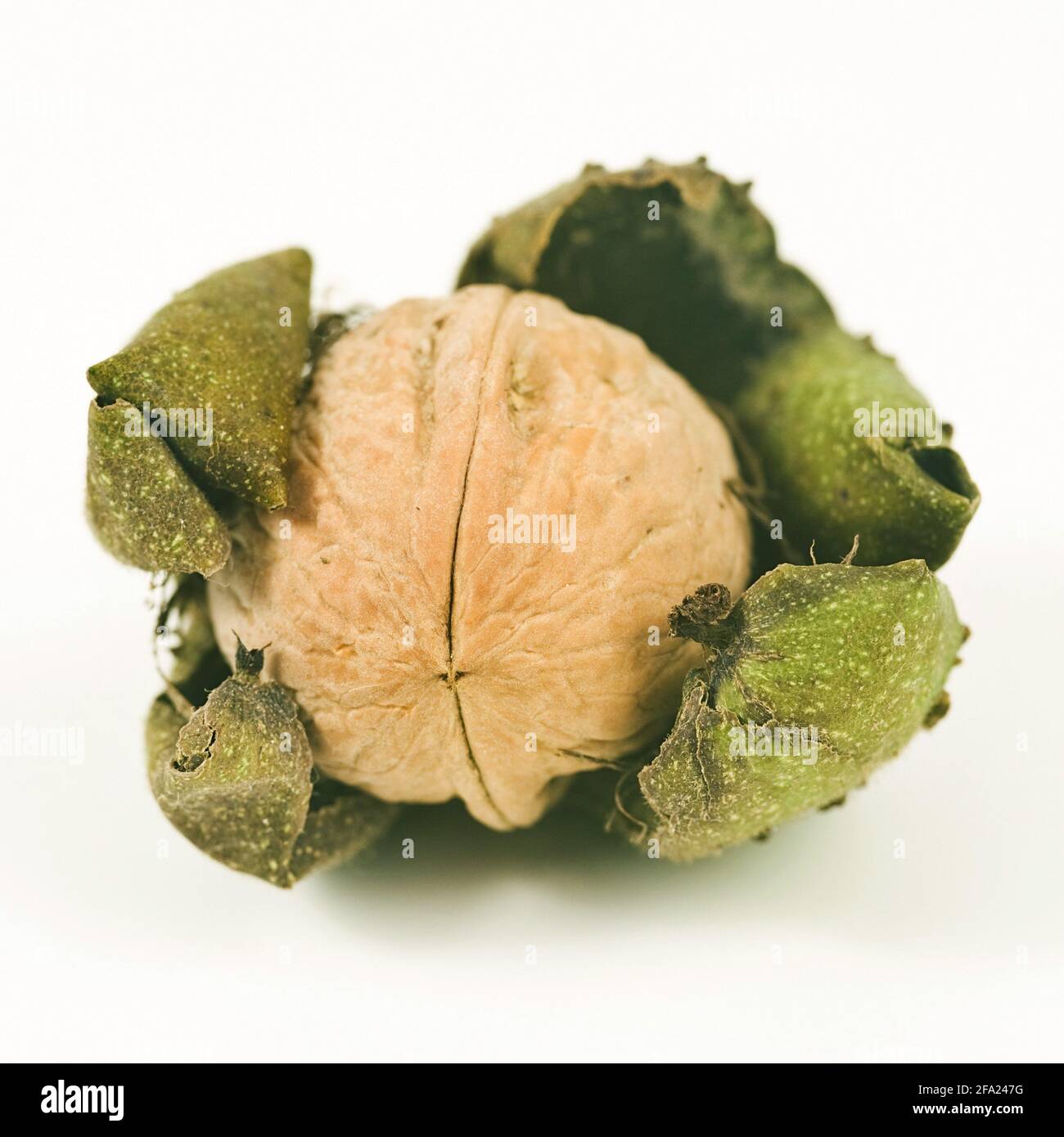 Walnut ripe hi-res stock photography and images - Alamy