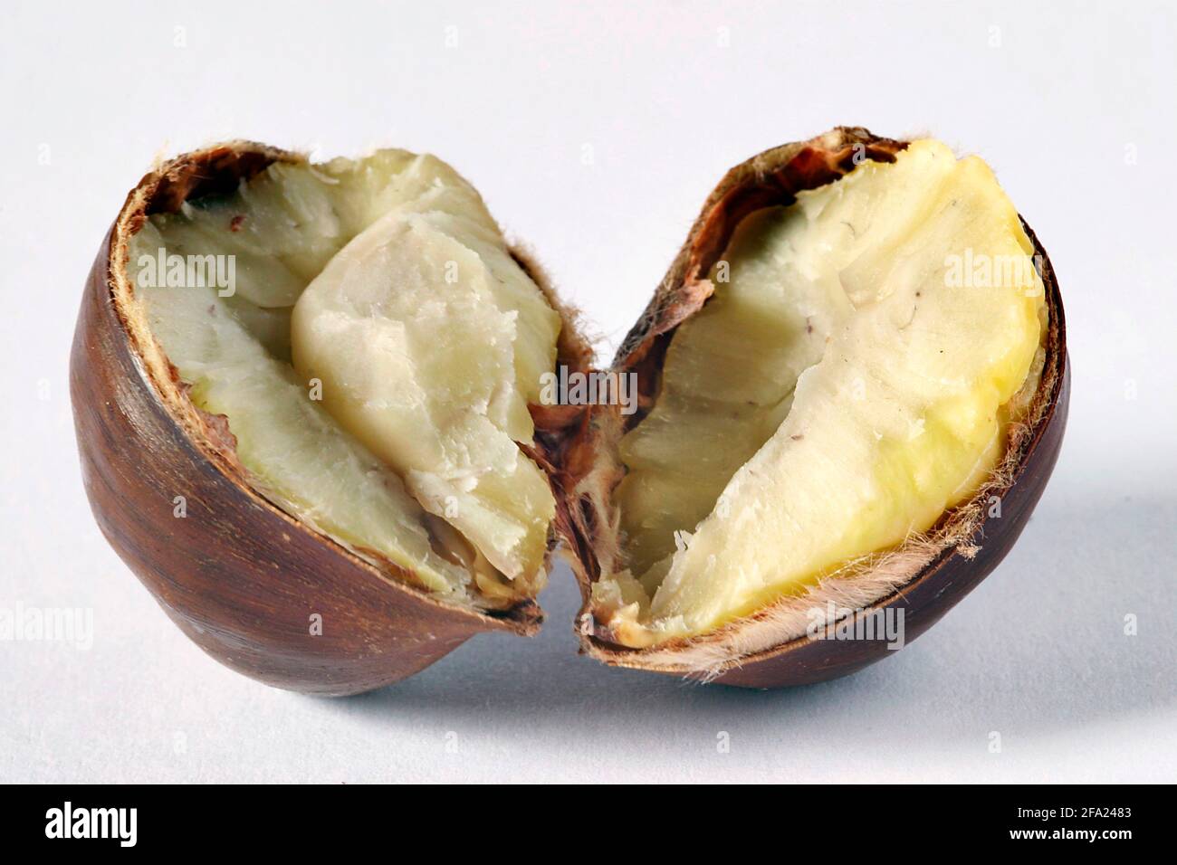 Spanish chestnut, sweet chestnut (Castanea sativa), single opend seed ...