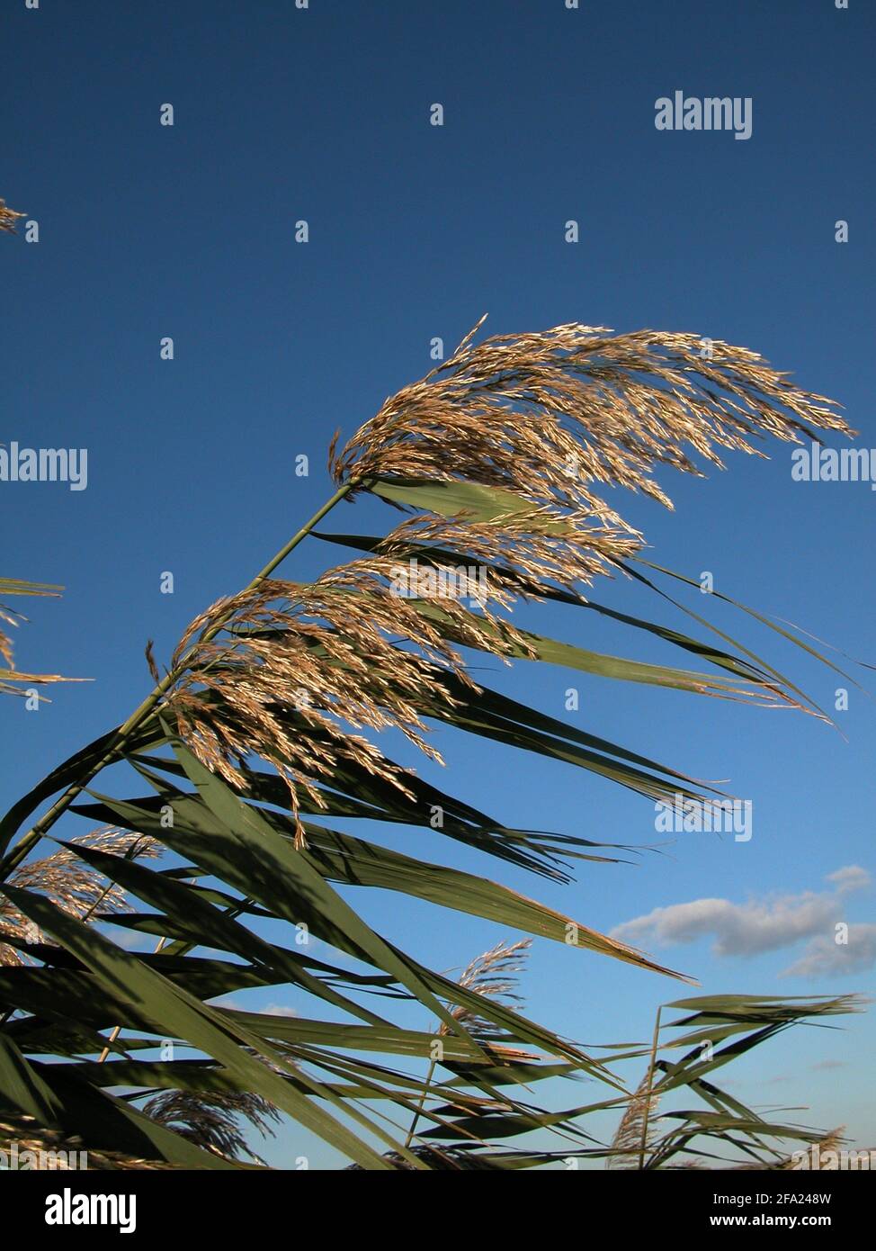 reed grass, common reed (Phragmites communis, Phragmites australis ...