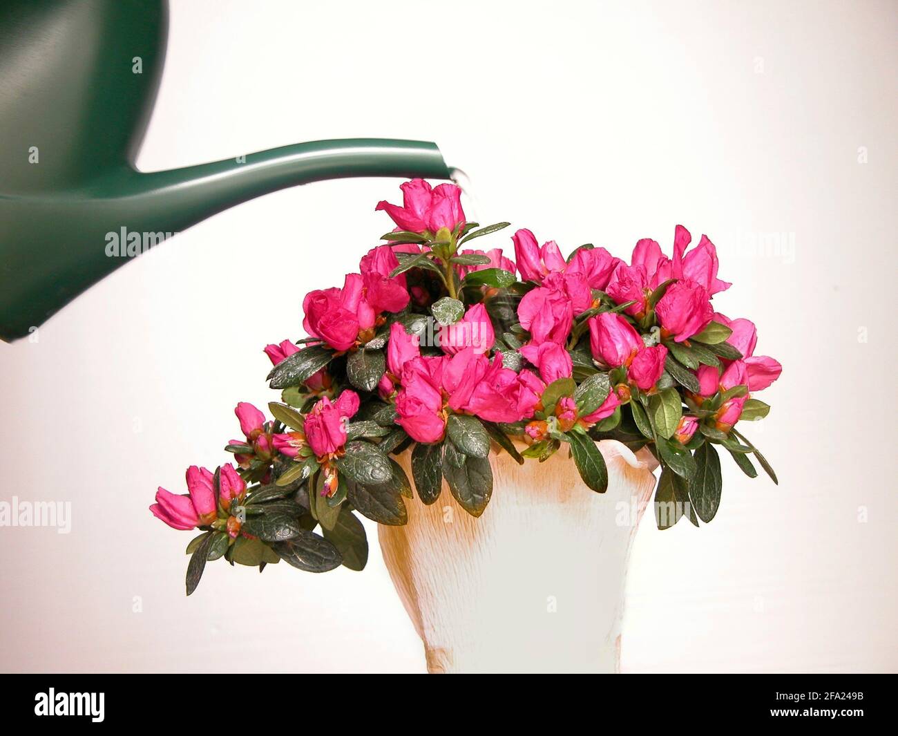 Azalea, Formosa Azalea, Sim's Azalea, (Rhododendron simsii), ist ...