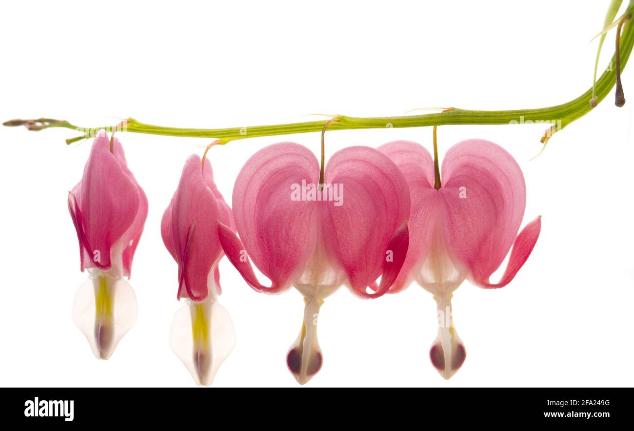 Common bleeding heart (Dicentra spectabilis, Lamprocapnos spectabilis ...