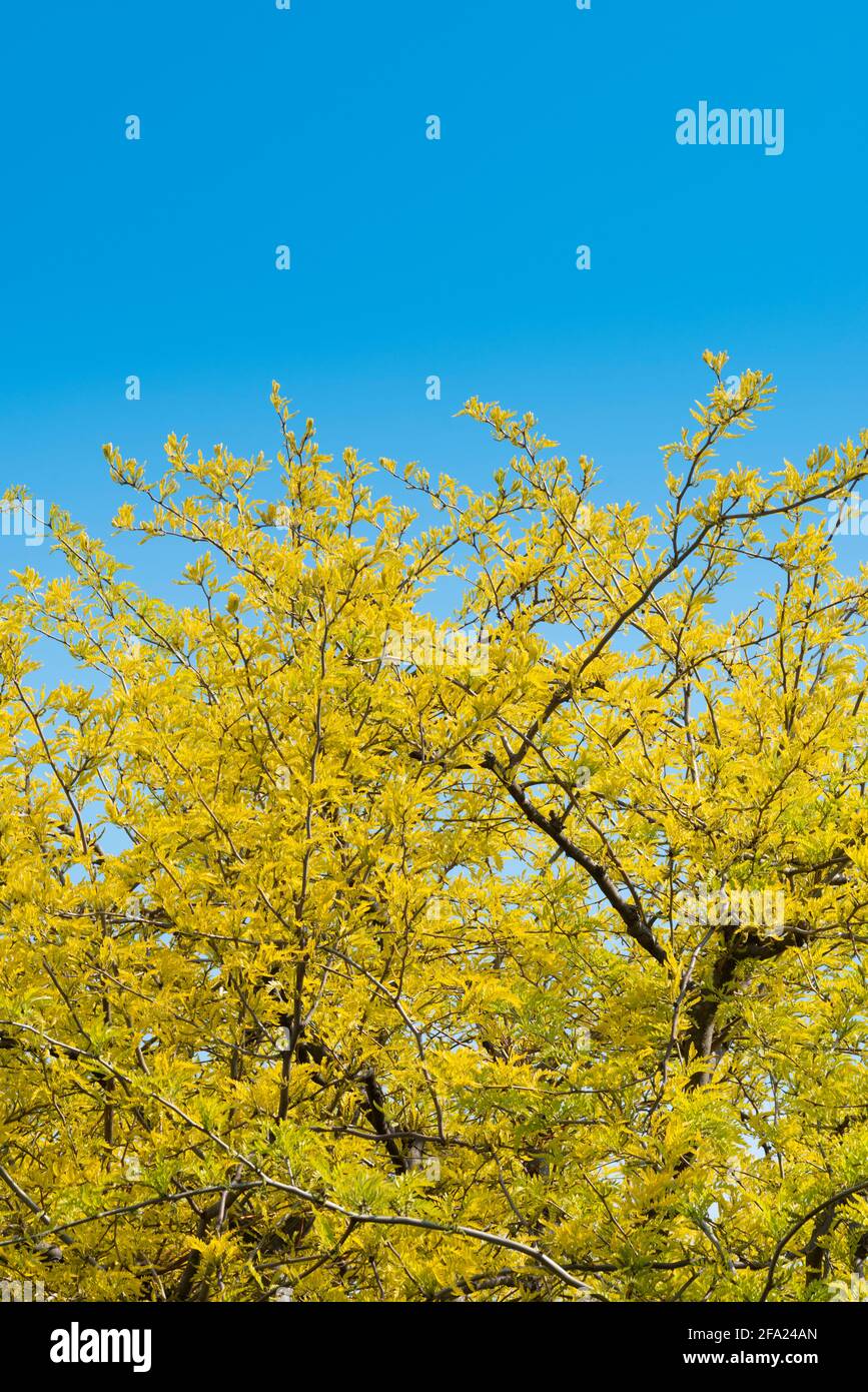 Honey locust tree gleditsia triacanthos hi-res stock photography and ...