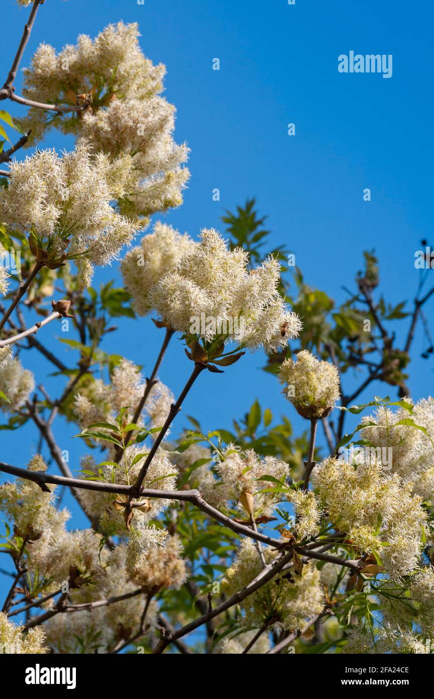 Manna Ash Tree, Fraxinus Ornus, Blooming Stock Photo - Alamy