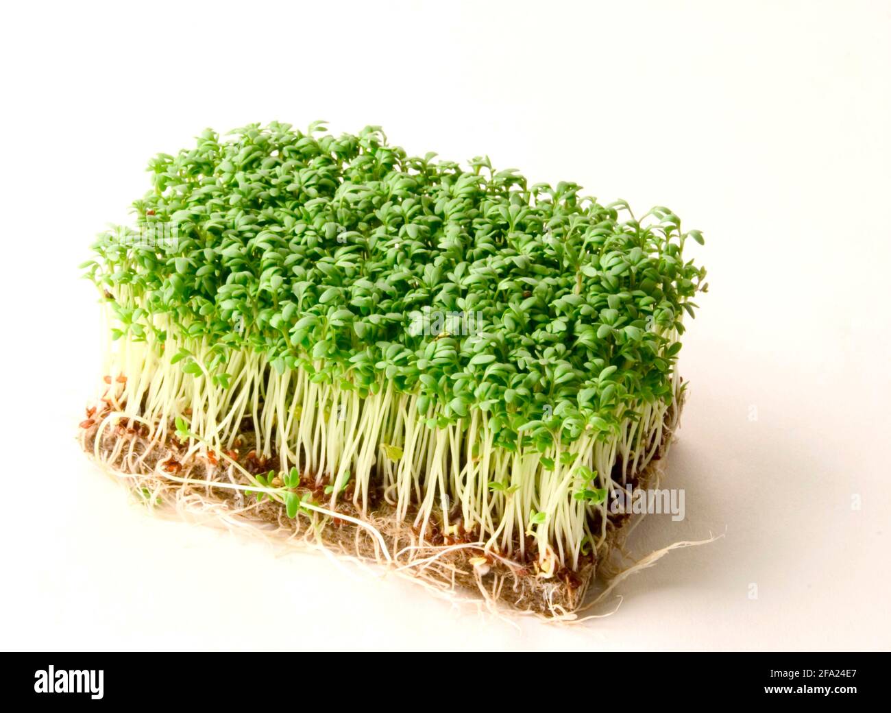 garden cress (Lepidium sativum), germinated garden cress Stock Photo ...