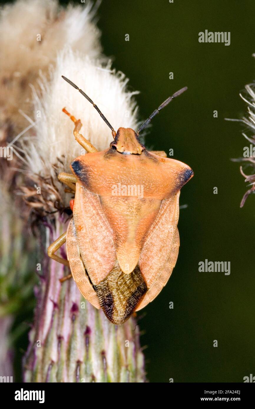 Skull Shield Bugs High Resolution Stock Photography and Images - Alamy