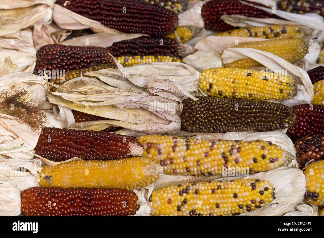 Indian corn, maize (Zea mays), different maize-cobs Stock Photo - Alamy
