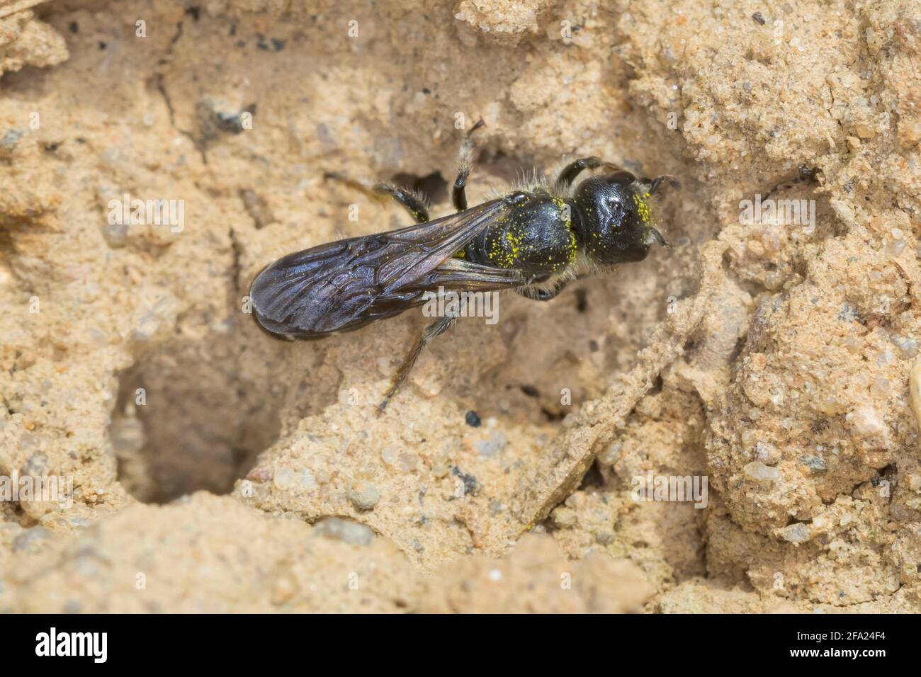 Scissor bee (Osmia florisonmis, Chelostoma florisomne), female ...
