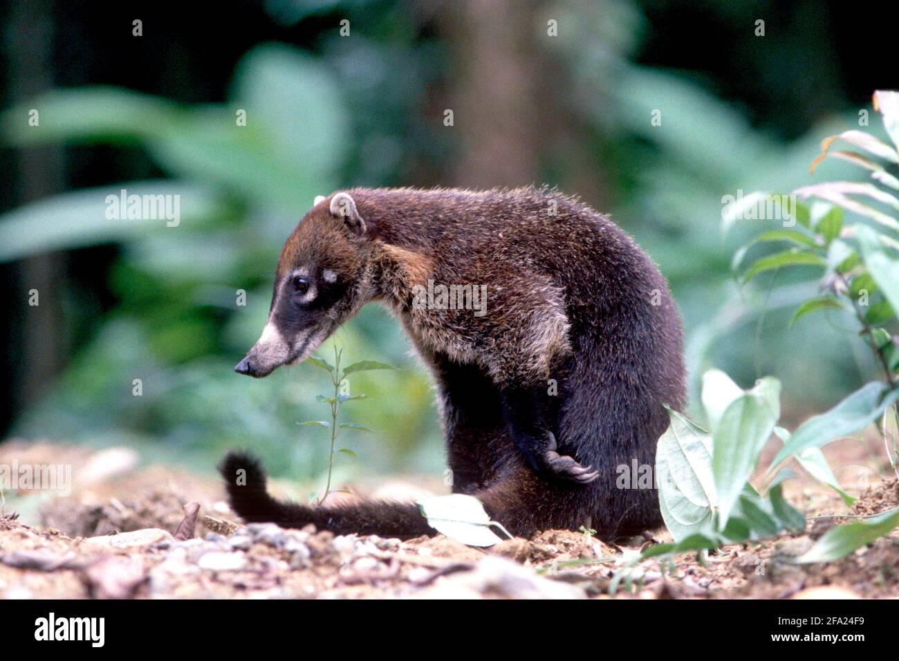 coatimundi, common coati, brown-nosed coati (Nasua nasua), sitting ...