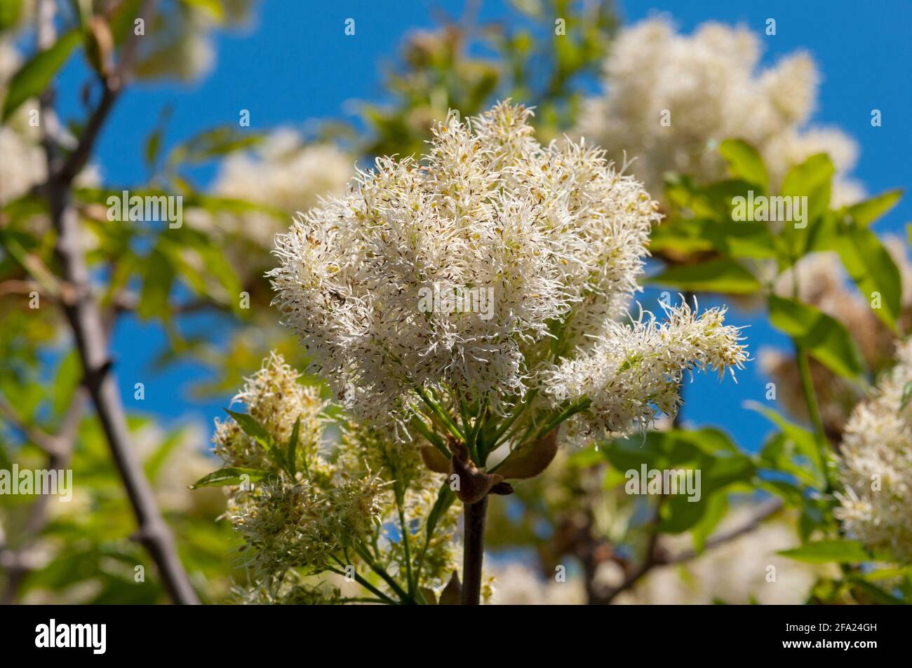 Manna Ash Tree, Fraxinus Ornus, Blooming Stock Photo - Alamy